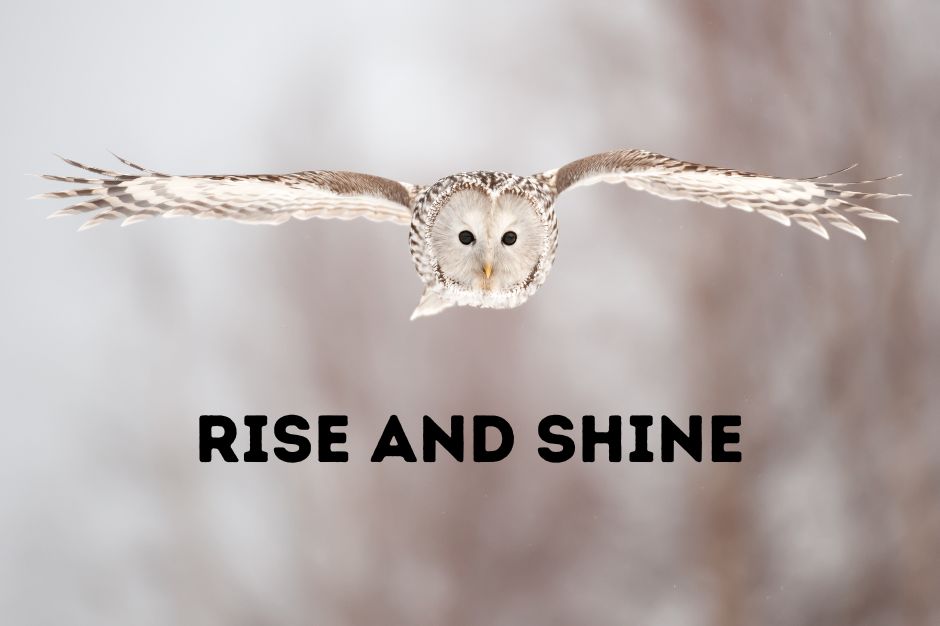 From Night Owls to Early Birds: How to Shift Your Sleep Schedule ...