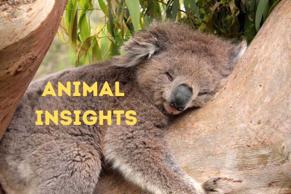 The Sleep Habits of Animals: What We Can Learn from the Animal Kingdom ...